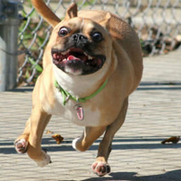 Animal Hospital in Fitchburg WI | Waggin' Tails